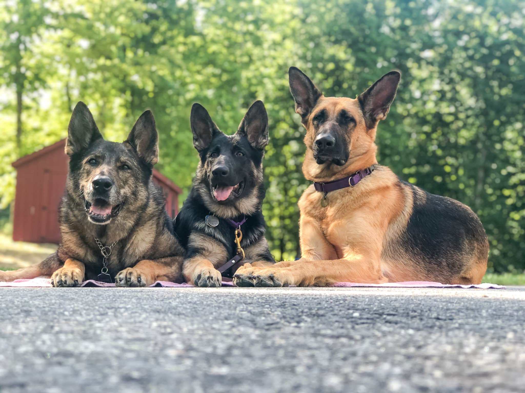 Welcome | Fidelco Guide Dog Foundation